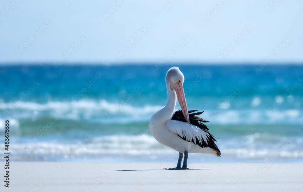 Australian Pelican on the beach with the ocean in the background ...