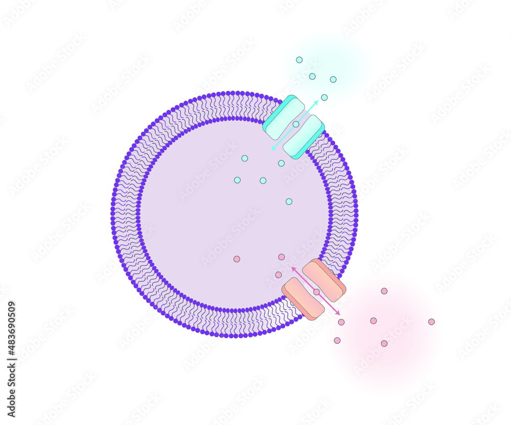 Blank diagram with cell that has a bilipid membrane and generic ...