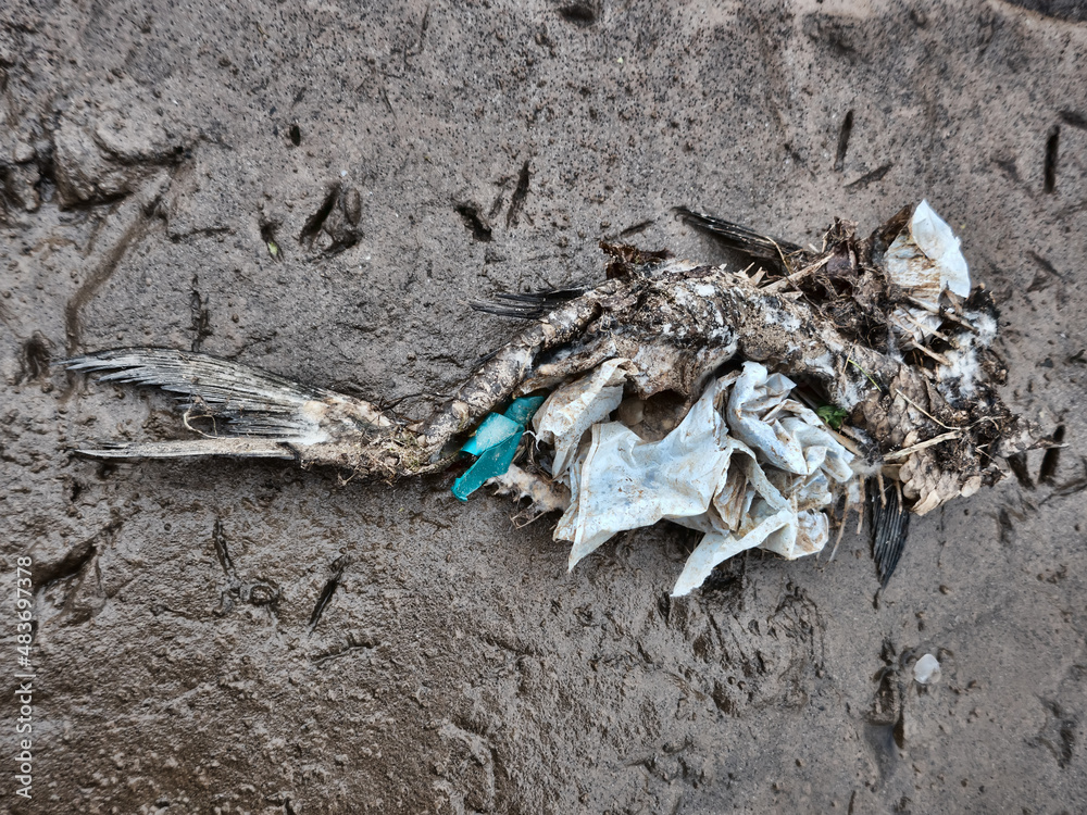 Toxic dead fish poisoned by plastic waste. The sea returns garbage to ...
