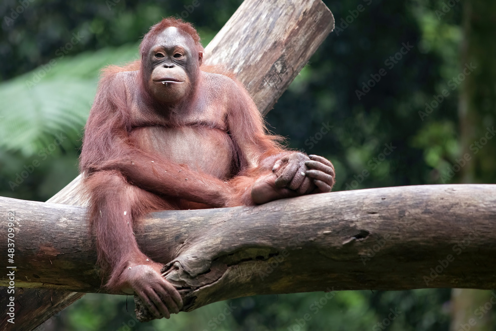 Orangutan In Tree