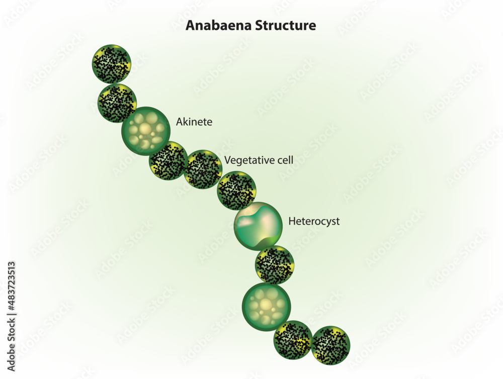 Anabaena Cell Labeled