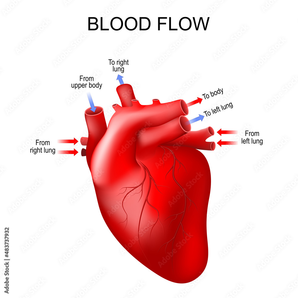 human heart and direction of blood flow Stock Vector | Adobe Stock