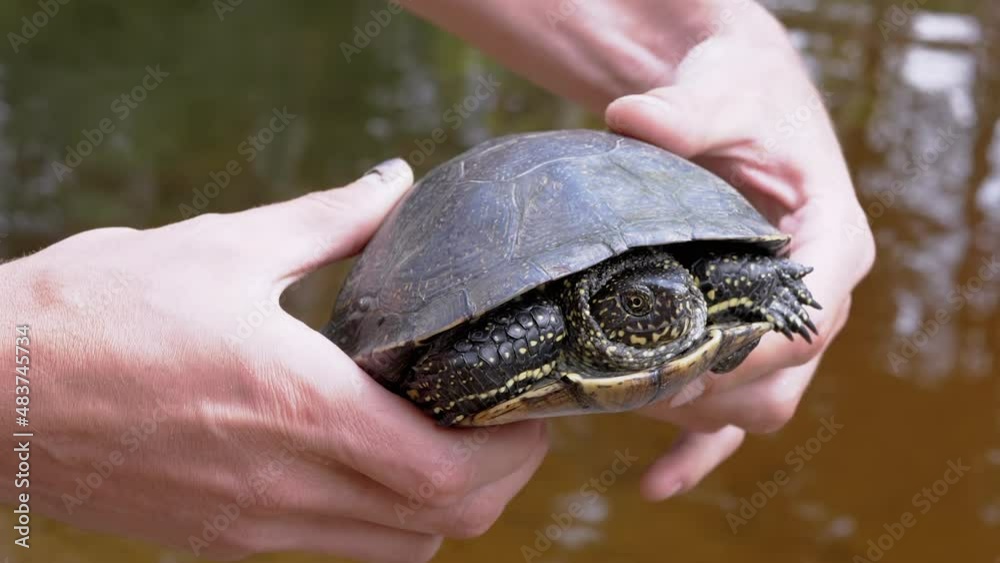 Human, Standing by River, Holds a Pond Turtle in Hands. Caught European ...