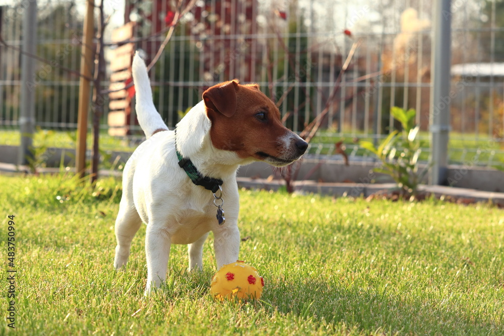 Foto de Pies w ogrodzie bawiący się piłką. A dog in the garden playing ...