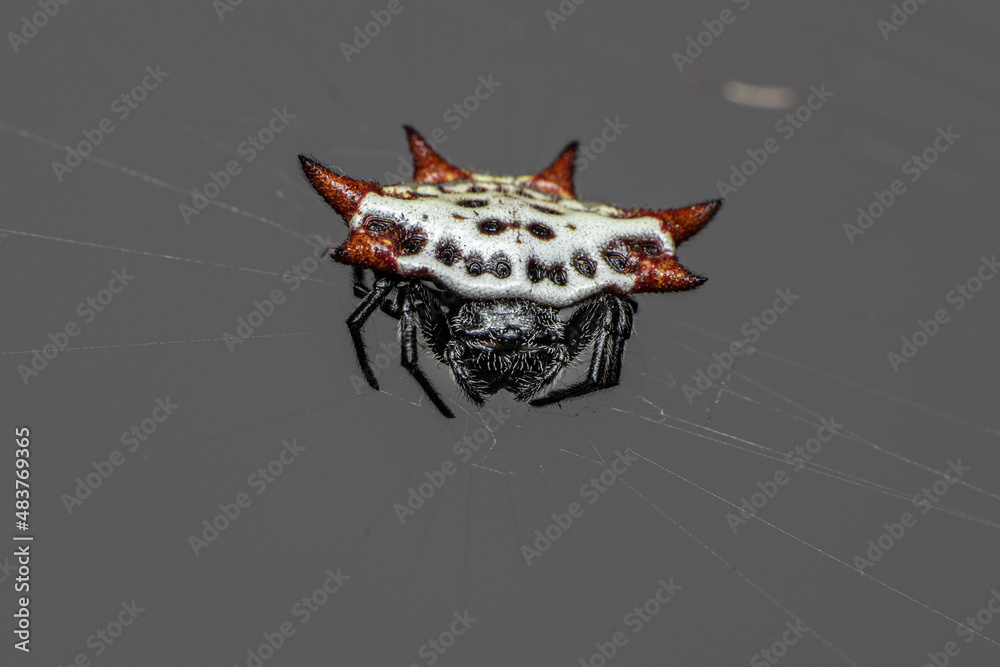 Spiny Orb Weaver Spider Up Close Red Spikes ภาพถ่ายสต็อก | Adobe Stock