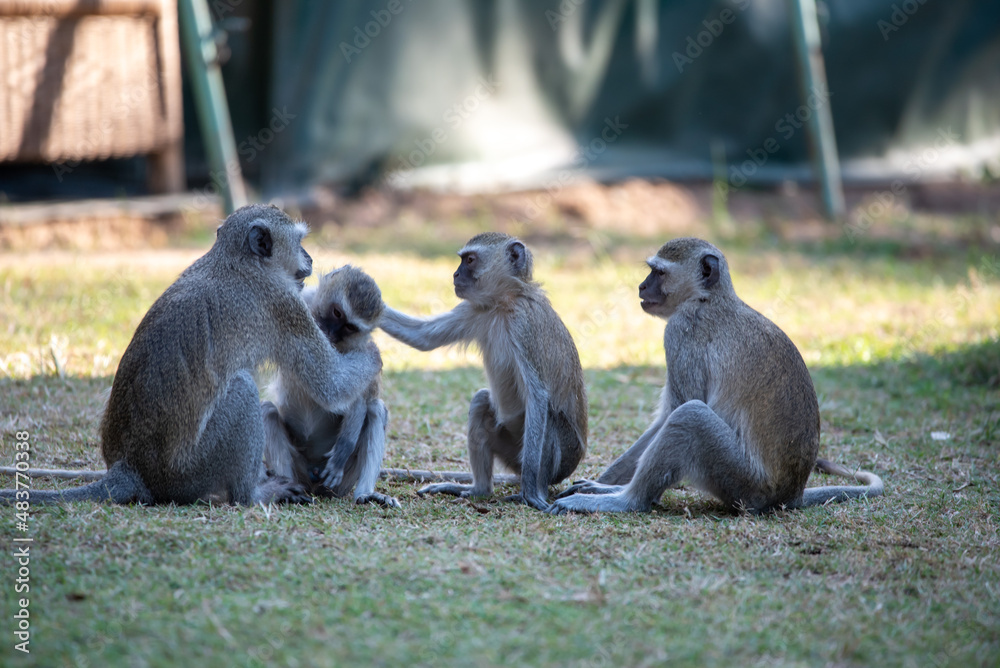 Monkey Stock Photo | Adobe Stock