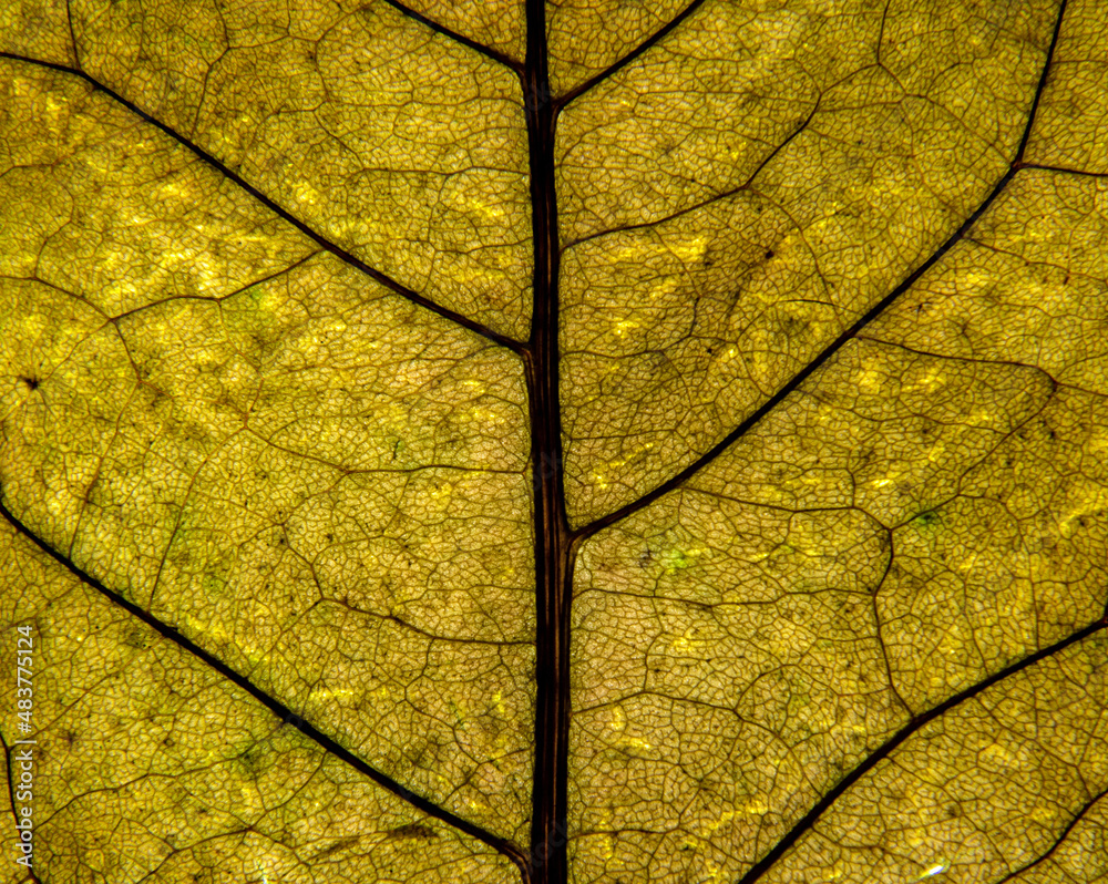 A photo of the anatomy of a late autumn leaf, paying attention to the ...