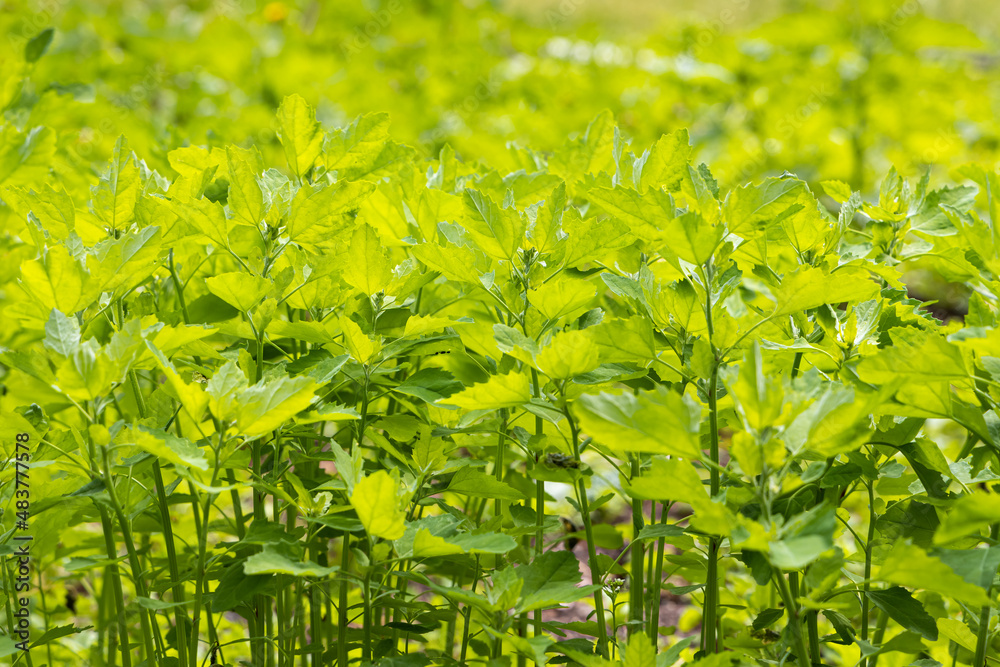 Bright green texture of a group of young quinoa is in a park in summer ...