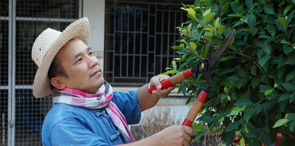 Asian middle aged man is using pruning shears to cut and look after the ...