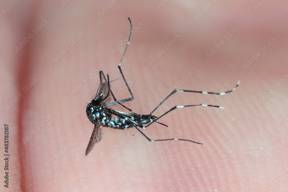 Close up Aedes albopictus, Stegomyia albopicta, in Asia as Tiger ...