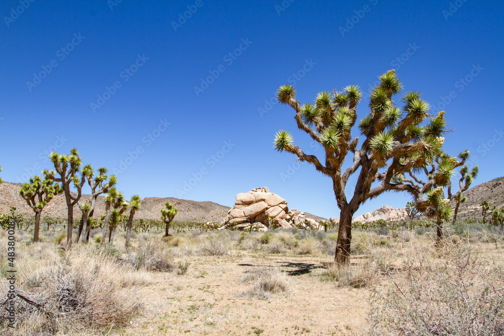 Tall healthy succulent Joshua Tree with green needle fronds at growing ...