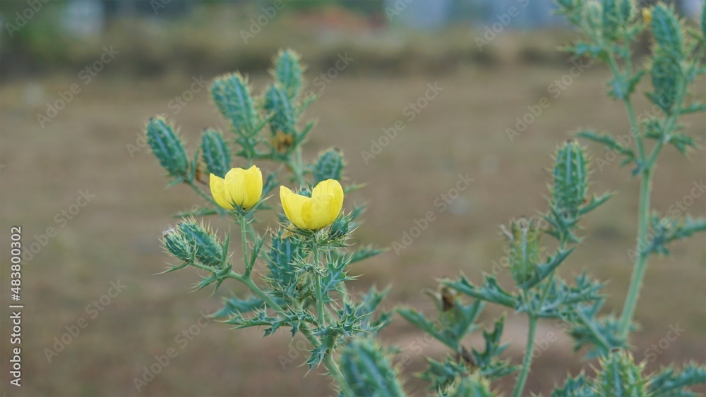 Beautiful Argemone Mexicana flower, Bermuda thistle, kateri ka phool ...