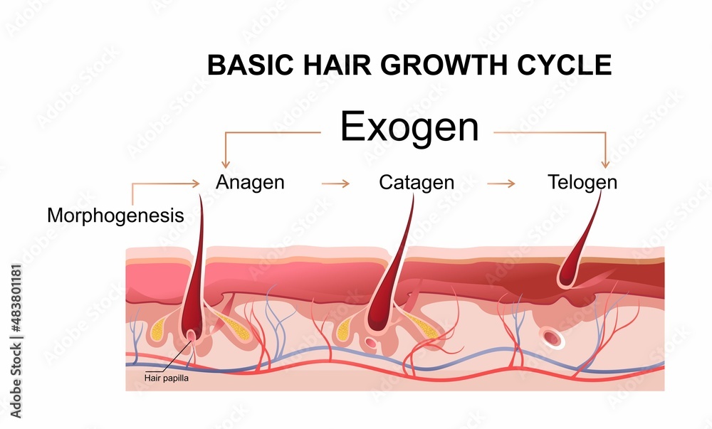 human hair growth phases educational poster Stock Vector | Adobe Stock