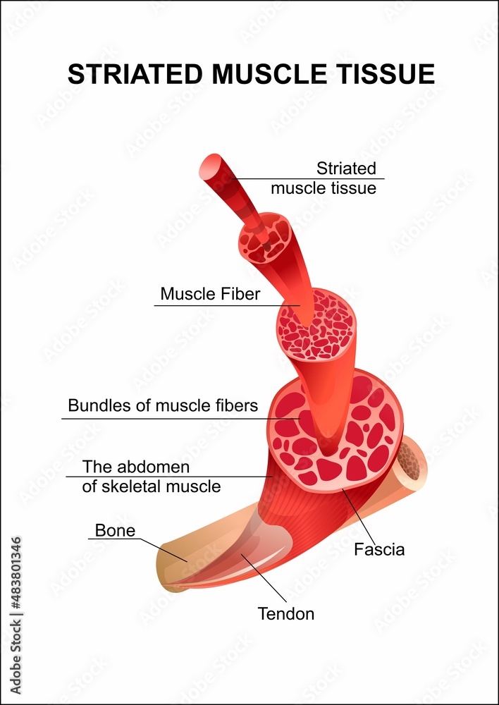 skeletal muscle structure close up Stock Vector | Adobe Stock