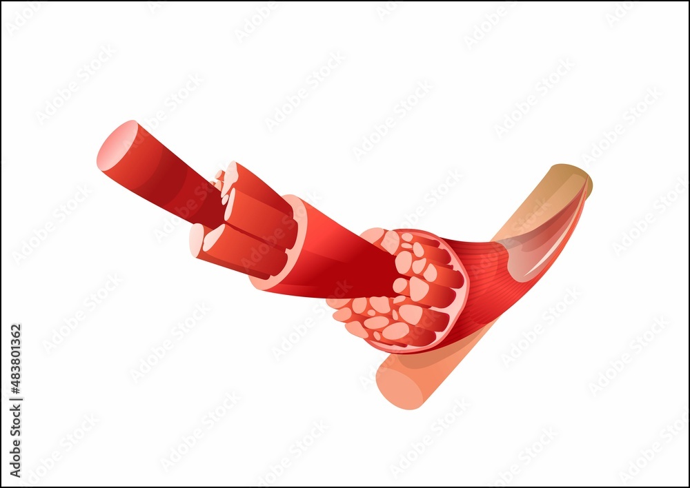 skeletal muscle structure close up Stock Vector | Adobe Stock