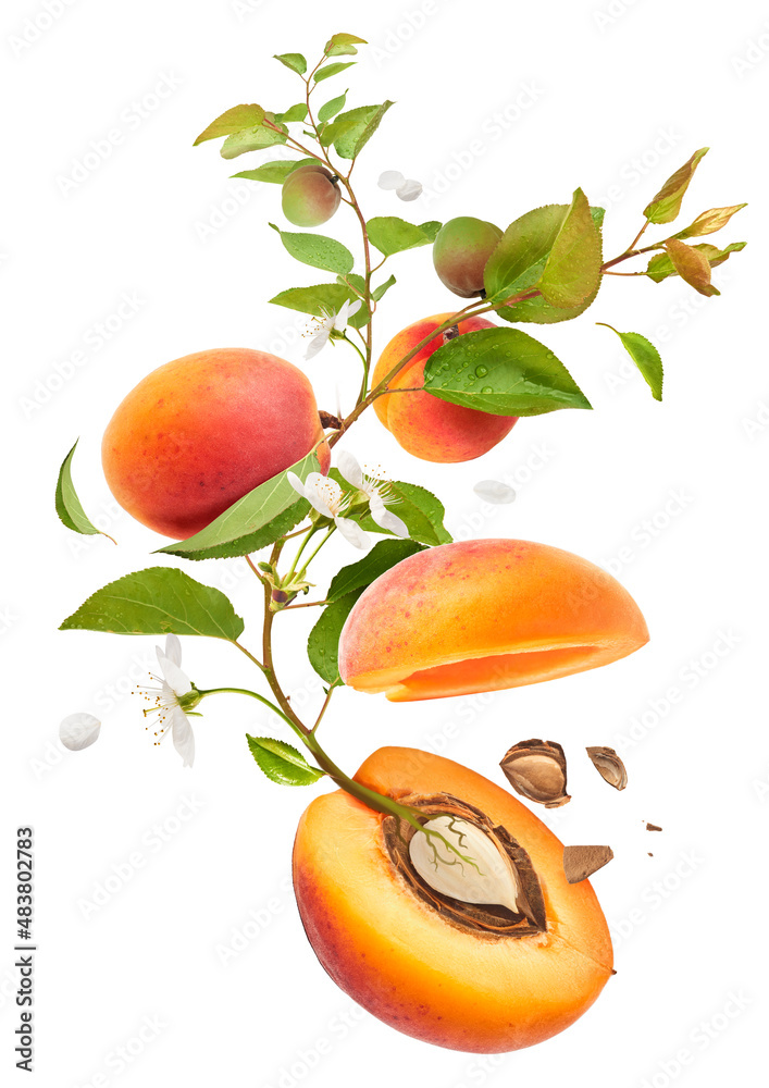 An Apricot branch grows from a seed. Blooming Branch full of apricots ...