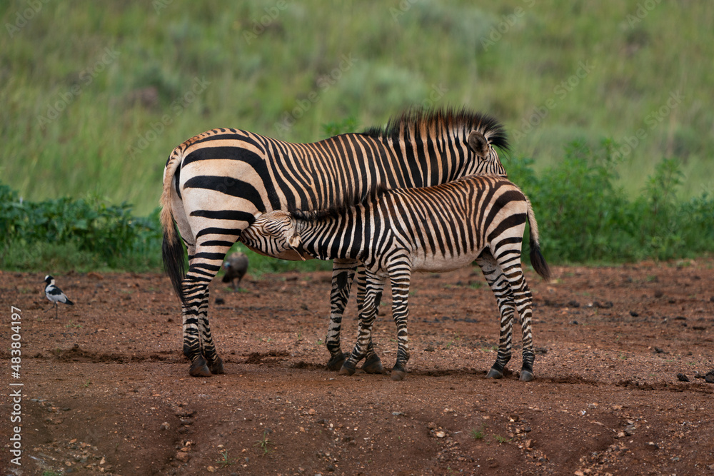 young zebra being nurtured by his mother showing the suckling and ...