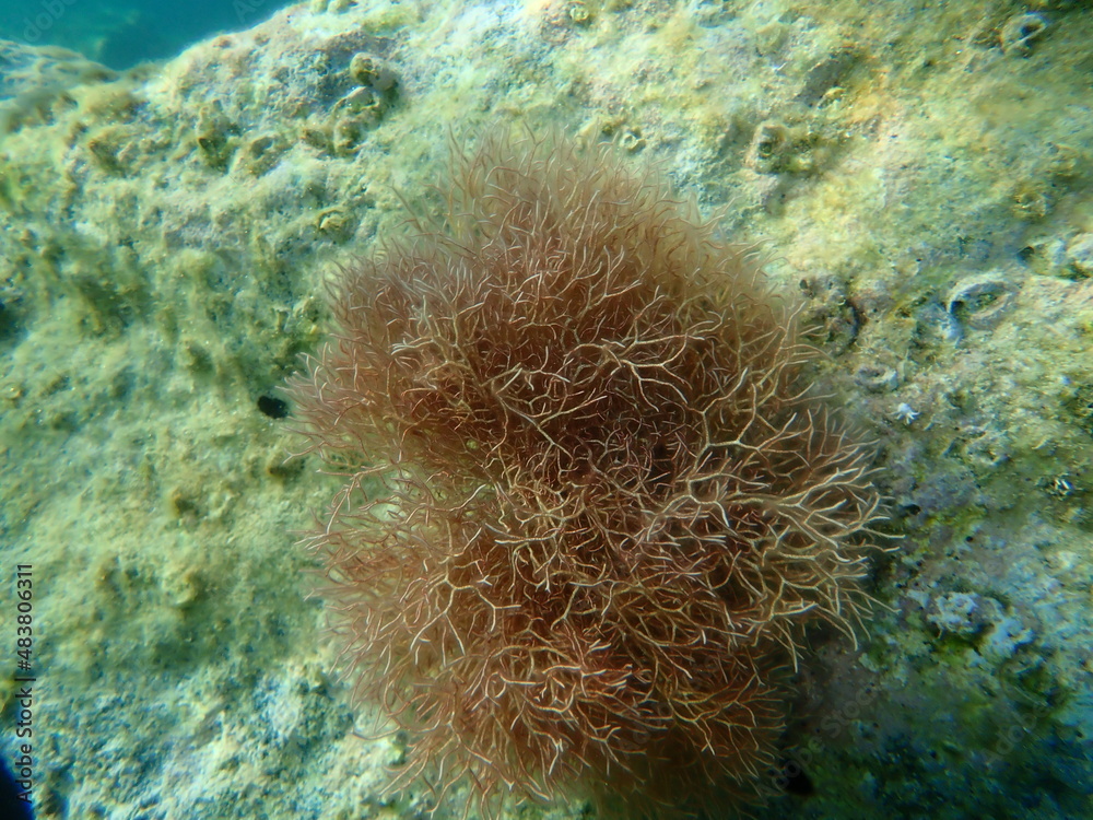 Red algae Amphiroa rigida undersea, Aegean Sea, Greece, Syros island ...