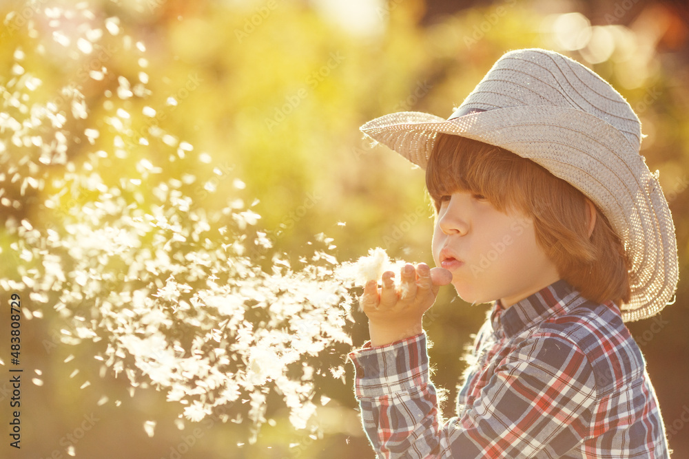 Child in backlight of sunset blows on fluff. Kid is playing dandelion ...