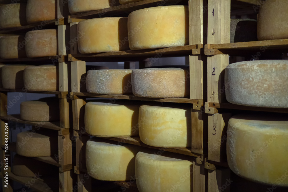 Assorted flavours of cheese wheels maturing on rows of wooden shelves ...