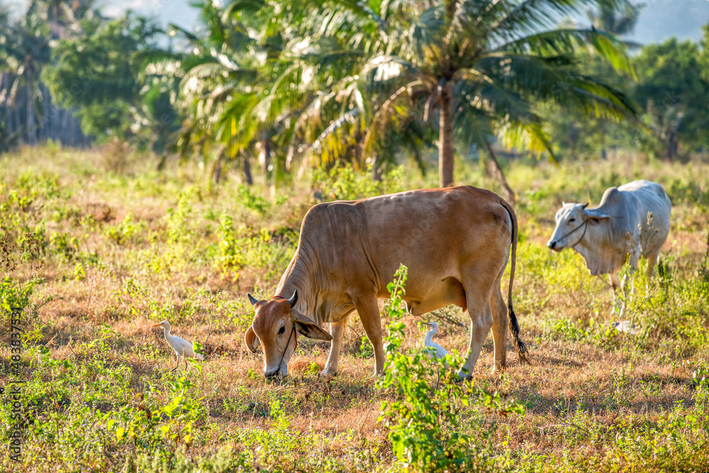 Cattle Egret and grazing Kho-Lan cows in the countryside of Prachuap ...