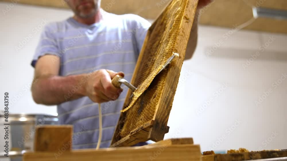 Apiarist holding a special tool in hands to uncover the sealed cells ...
