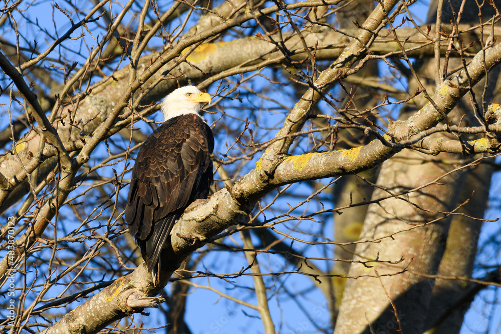 A mature bald eagle on a tree branch during winter in the Skagit Valley ...