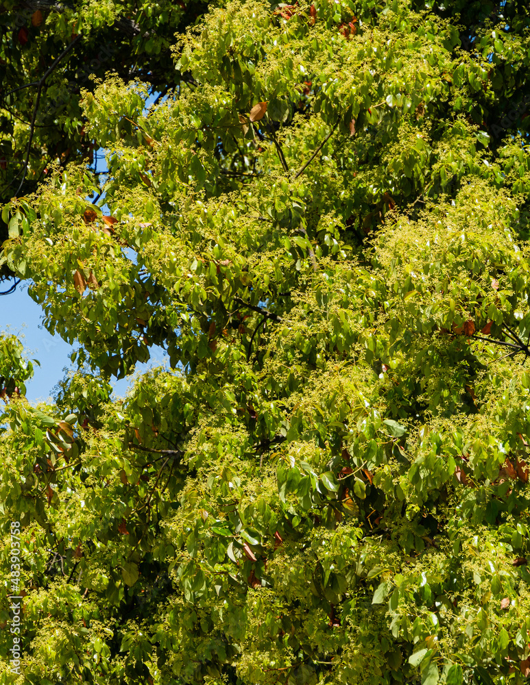 Shiny evergreen leaves of false camphor tree (Cinnamomum glanduliferum ...