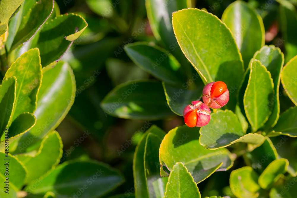 Japanese Spindle Tree Fruits in Winter, natural background of leaves of ...