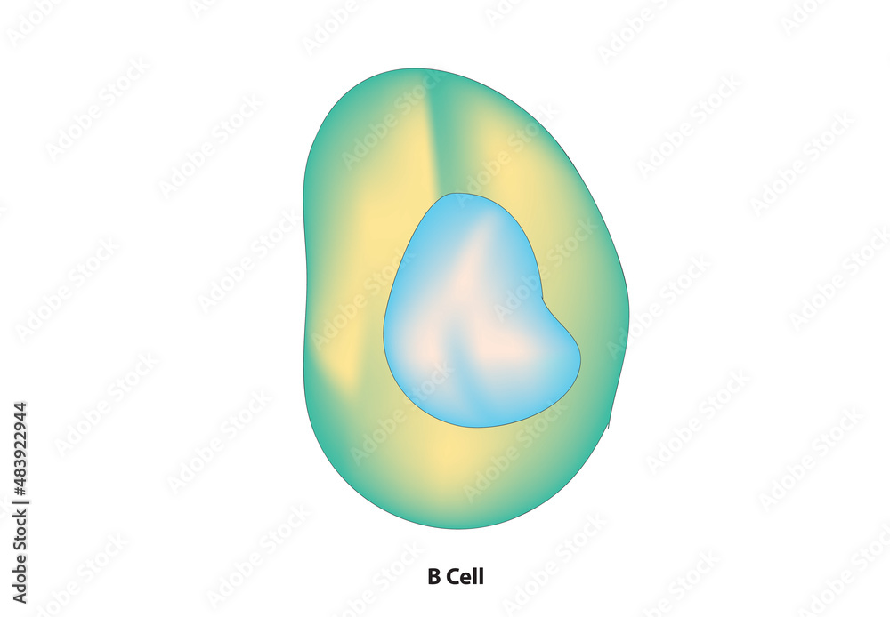 B cell structure (type of lymphocyte that are responsible for the ...