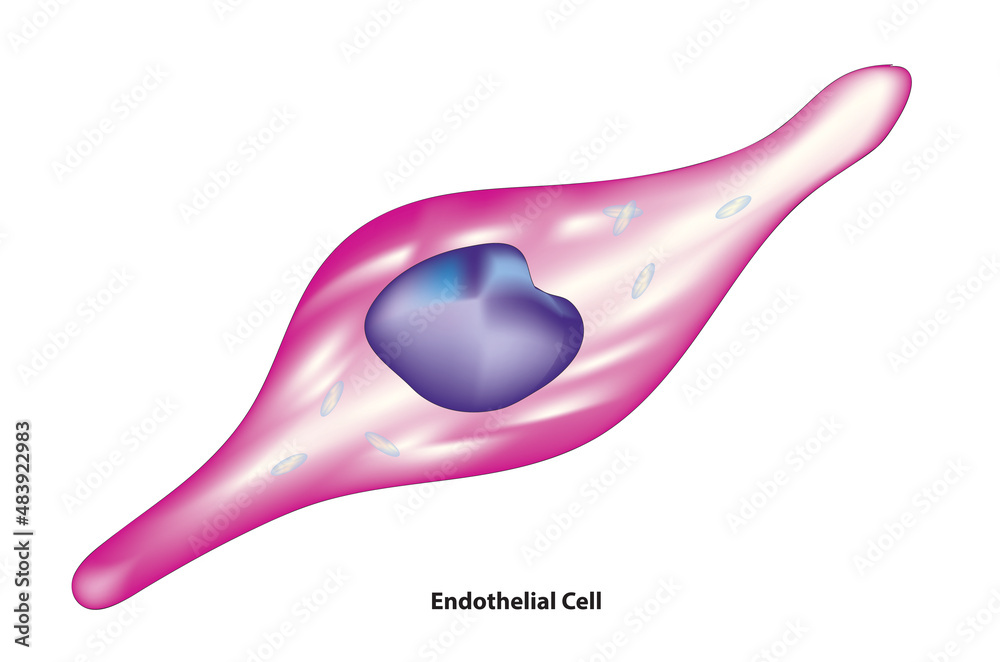 Endothelial Cell (single cell layer that lines all blood vessels and ...