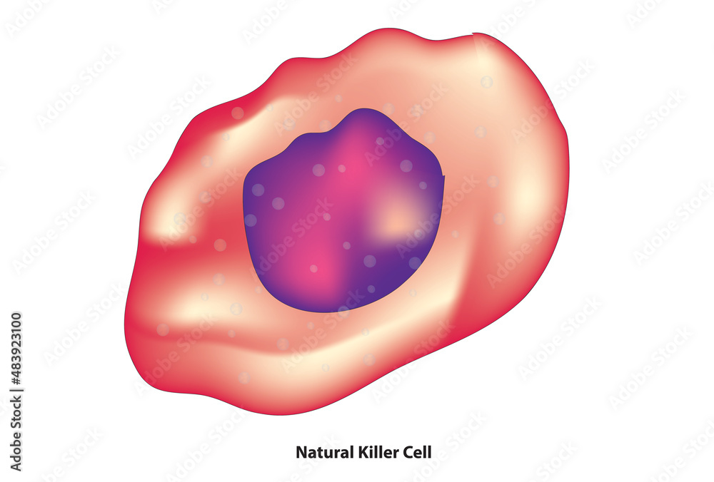 Natural killer cell structure (a type of cytotoxic lymphocyte critical ...
