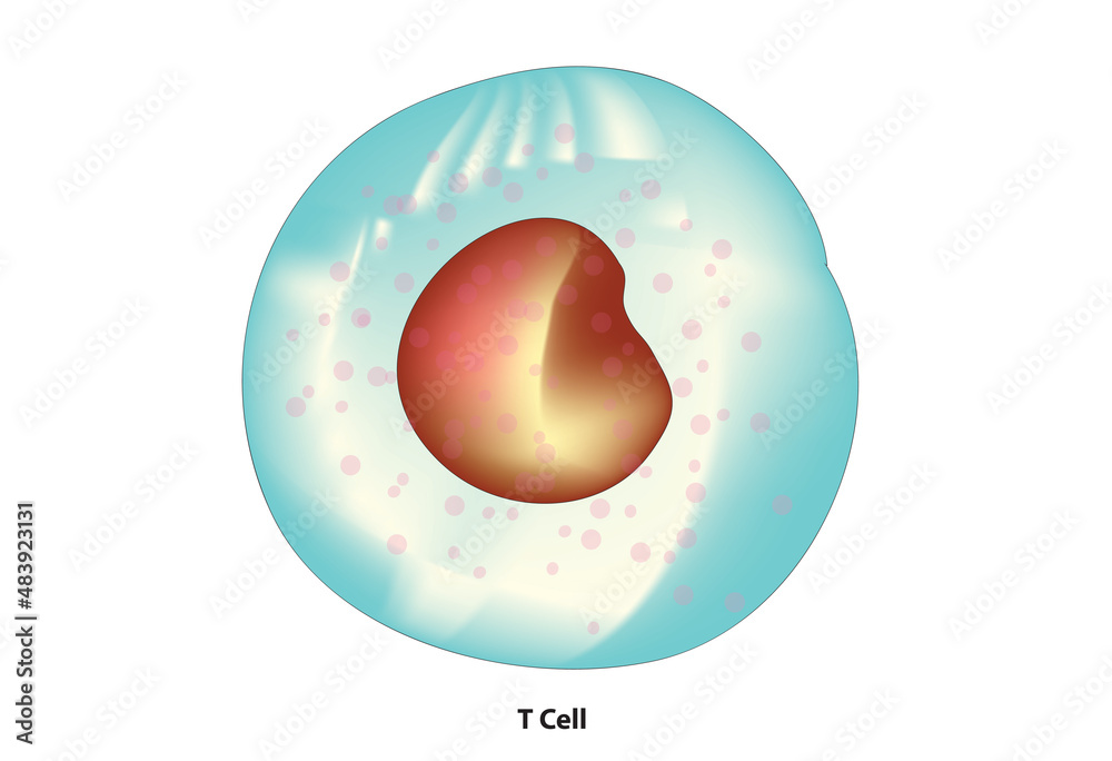T cell structure, T lymphocyte, type of leukocyte Stock Vector | Adobe ...