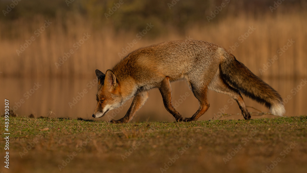 Red fox in nature during last light of the day. Stock Photo | Adobe Stock