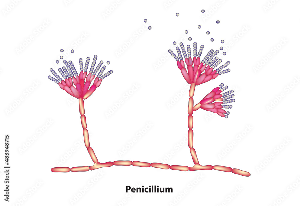 penicillin fungus structure (Penicillium mold) Stock Vector | Adobe Stock