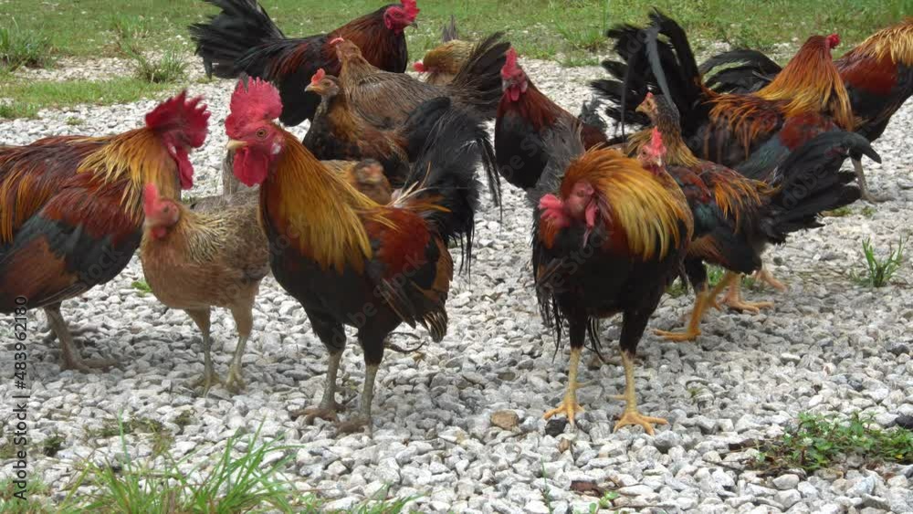 Free-range chicken in Thailand, Rooster bantam chicken, Flock of ...