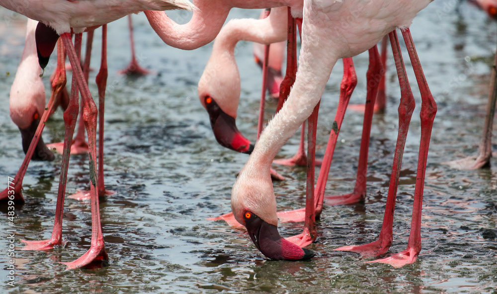 Lesser Flamingo filter feeding, Walvis Bay, Namibia Stock Photo | Adobe ...