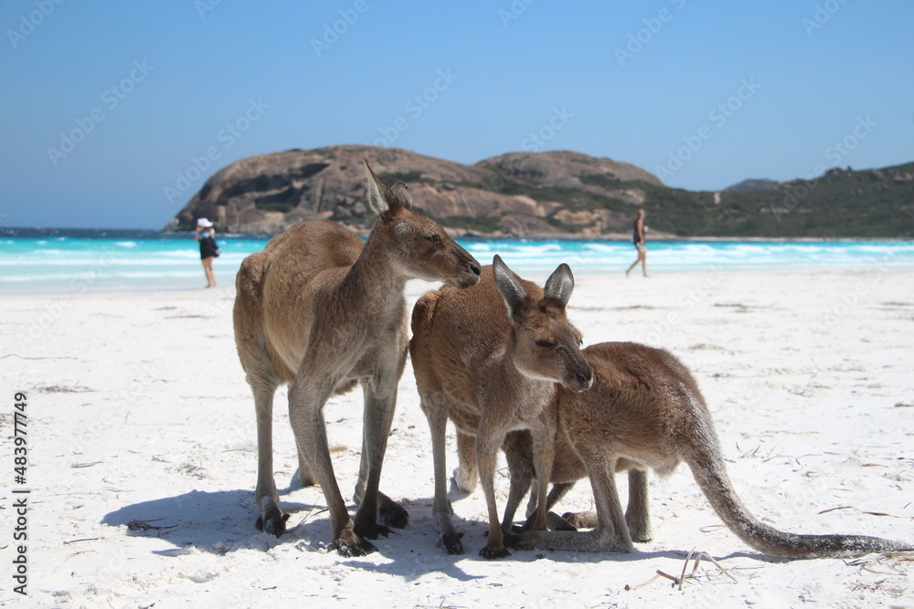 kangaroo on the beach Stock Photo | Adobe Stock