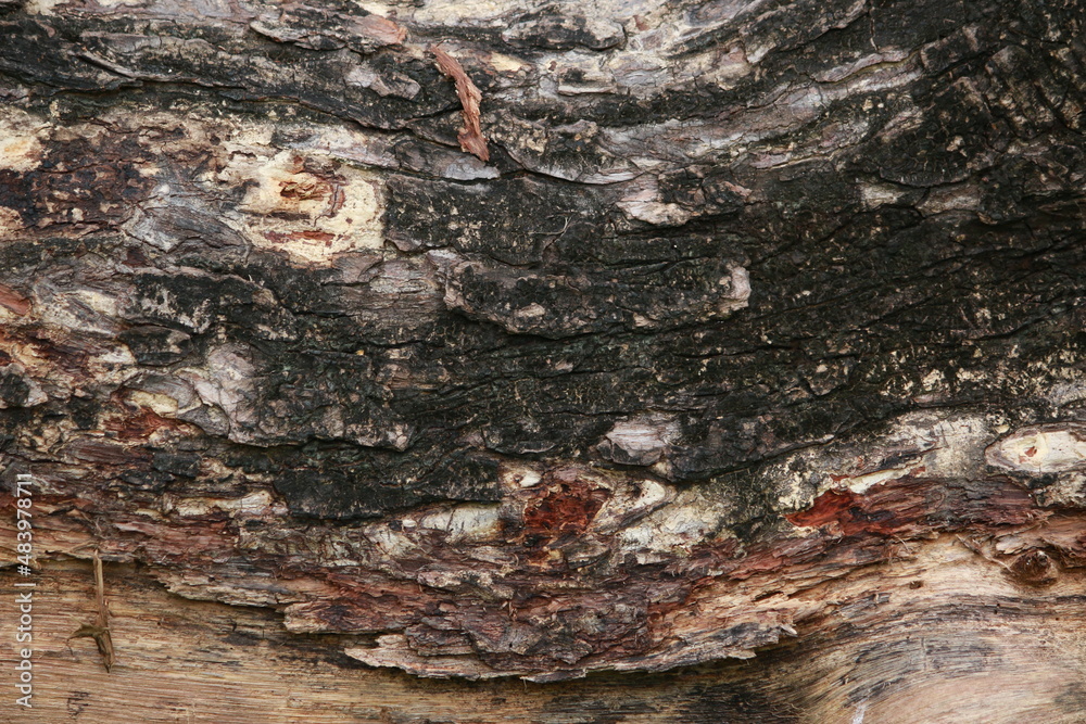 The body of the serpent background,The serpent of the serpent of the ...