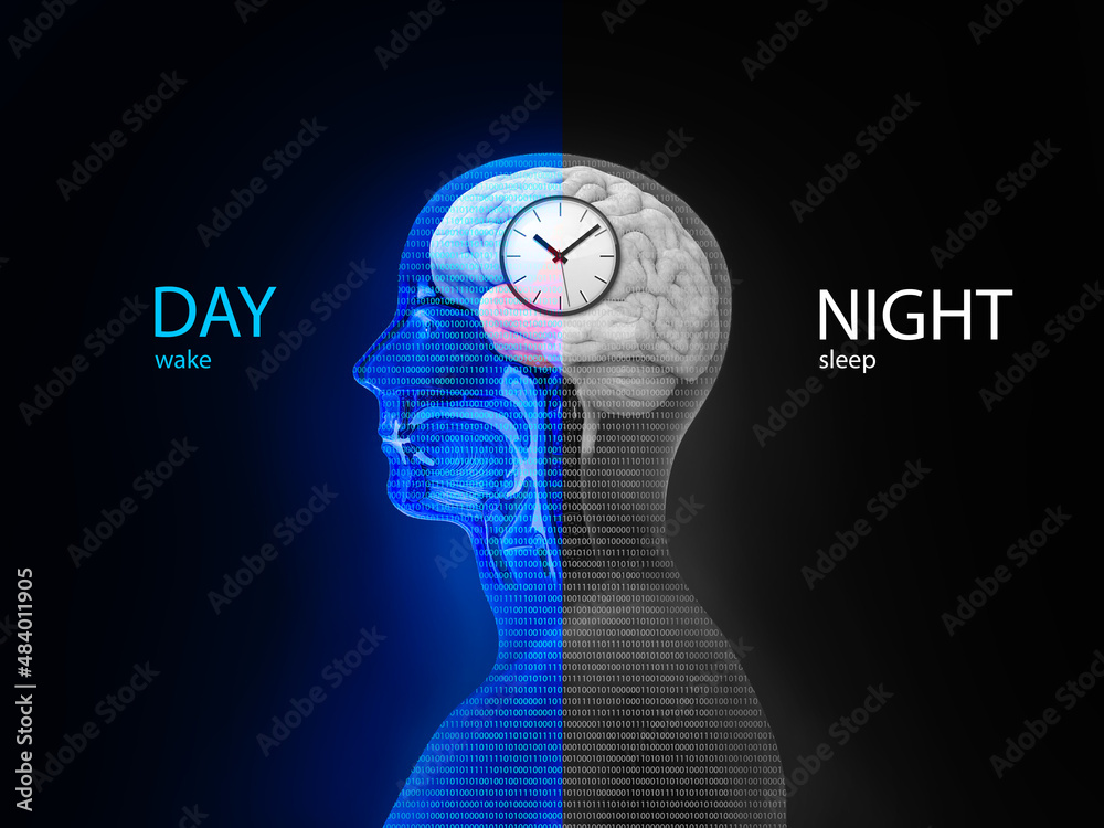 The circadian rhythm and sleep-wake cycle: how exposure to sunlight ...