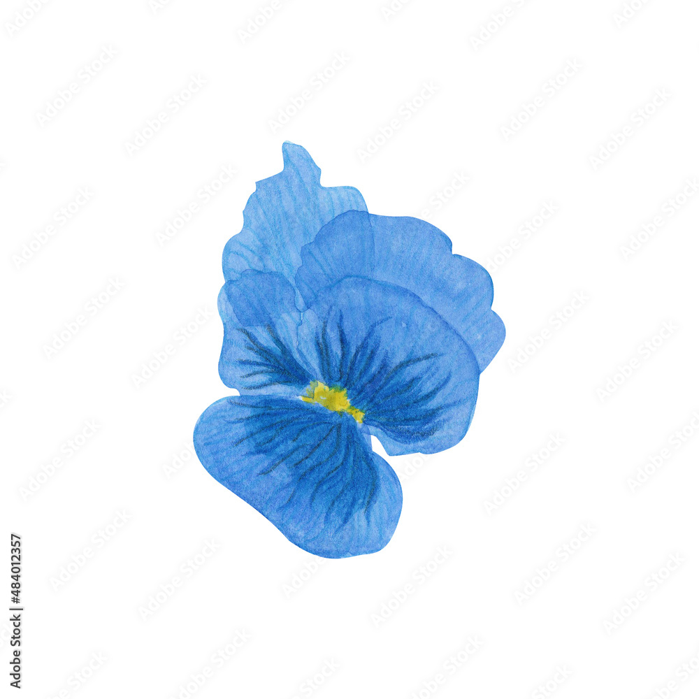 watercolor illustration of blue pansy flowers on isolated white ...