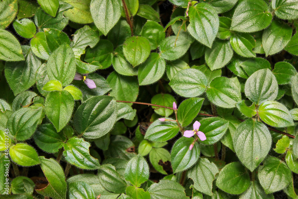 Lush green foliage of plants in the tropical rainforest of the Cameron ...