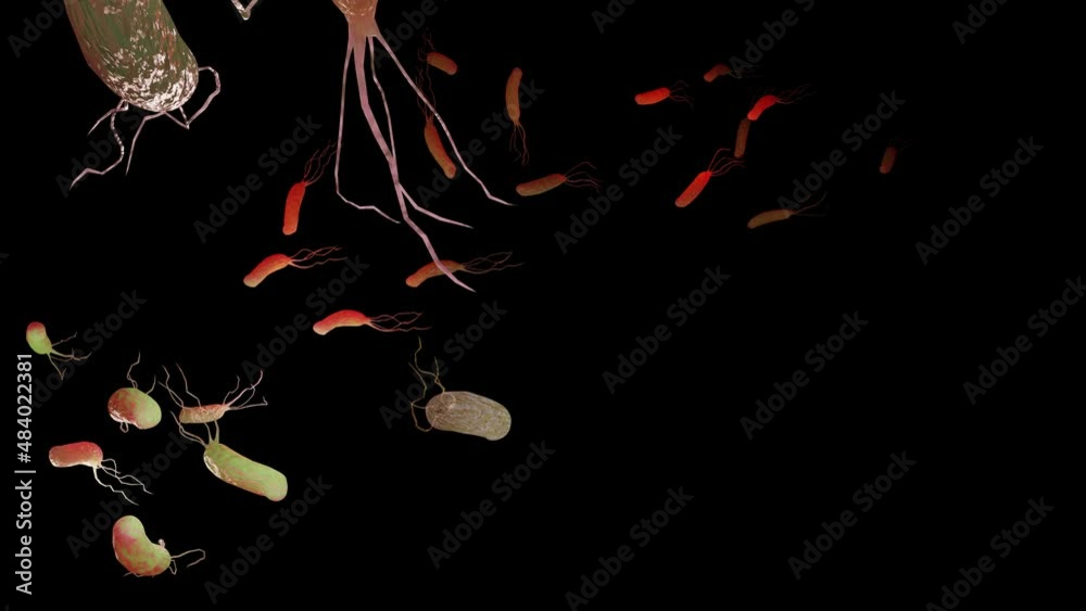 Helicobacter pylori animation microaerophilic bacterium which infects ...