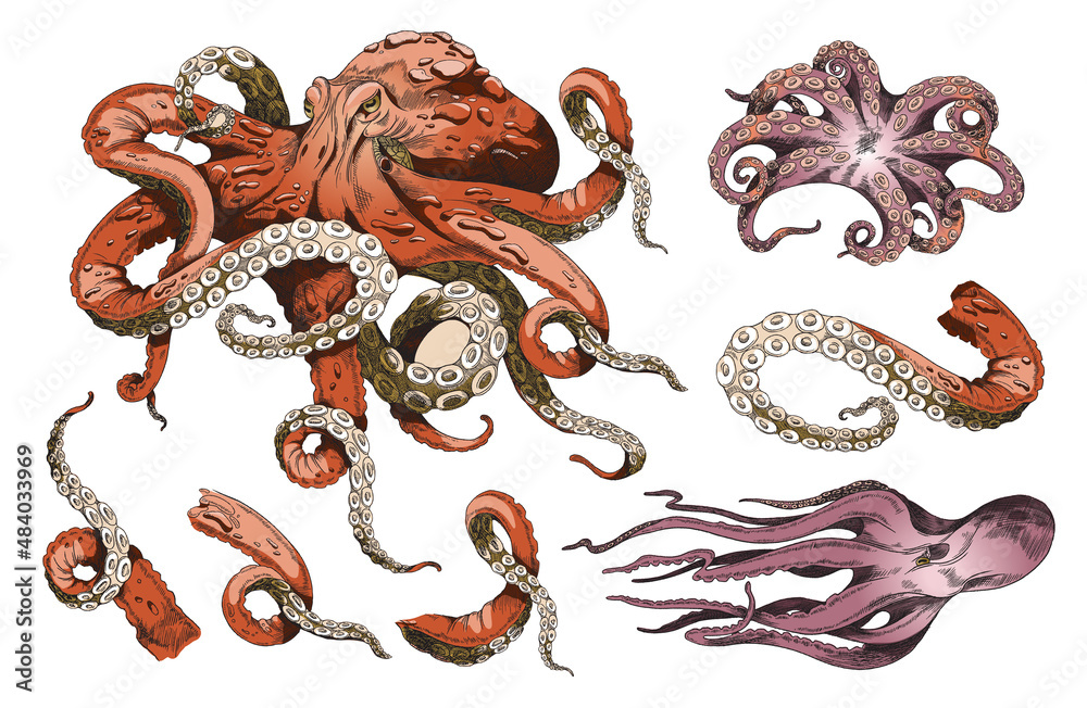 Red Octopus realistic vector sketch illustration. Three various krakens ...