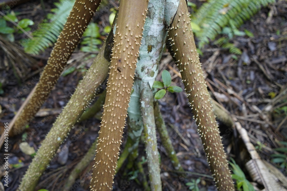 Socratea exorrhiza, the walking palm or cashapona, is a palm native to ...