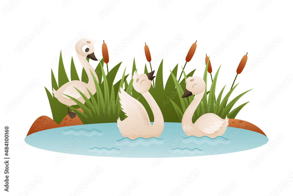 Beautiful white swans swimming in the pond. Ugly duckling fairy tale ...