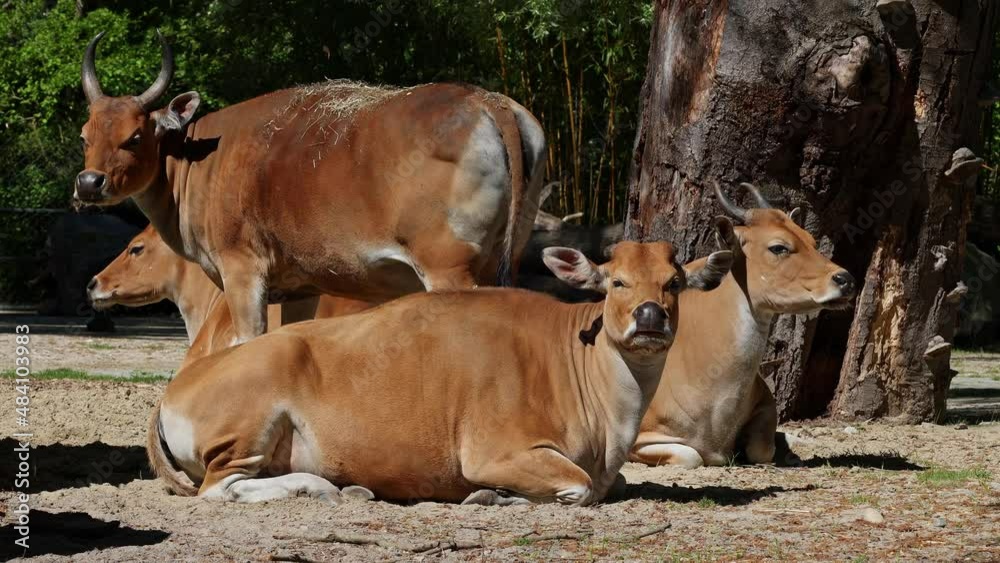 Stockvideo Family of Banteng, Bos javanicus or Red Bull. It is a type ...
