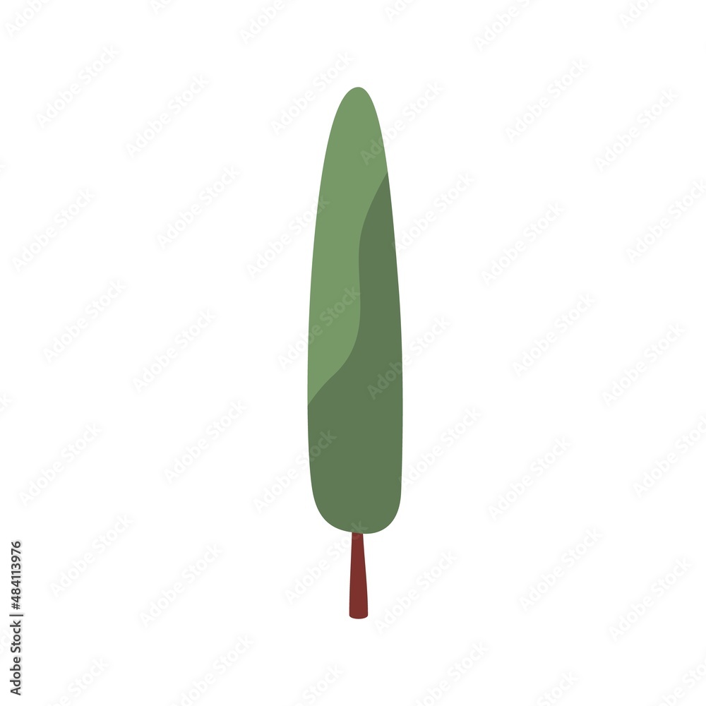 Poplar tree with long crown and trunk. Deciduous forest tall foliage ...