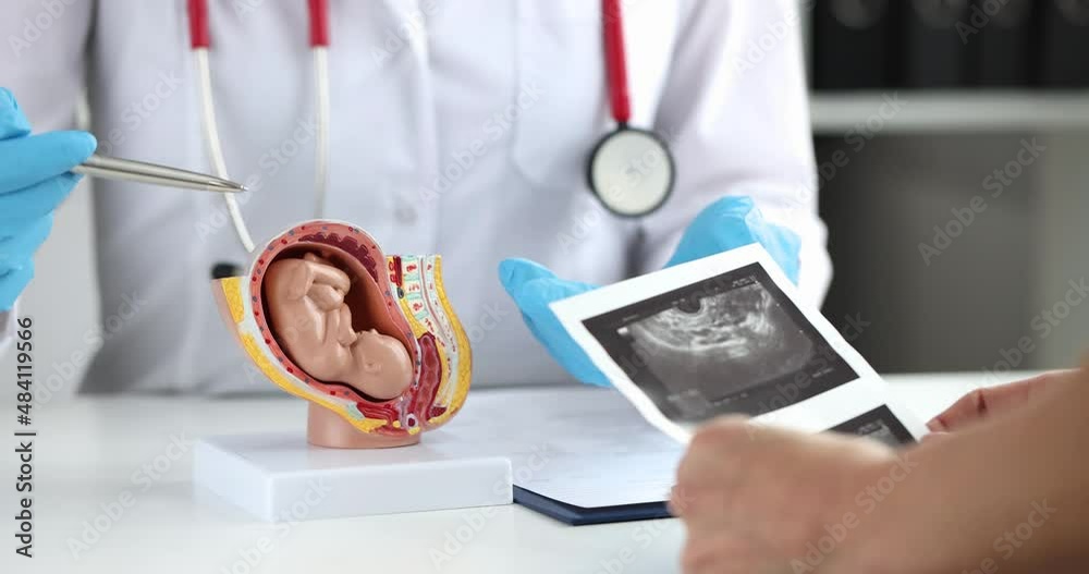 Gynecologist shows model of fetus of patient with ultrasound of uterus ...