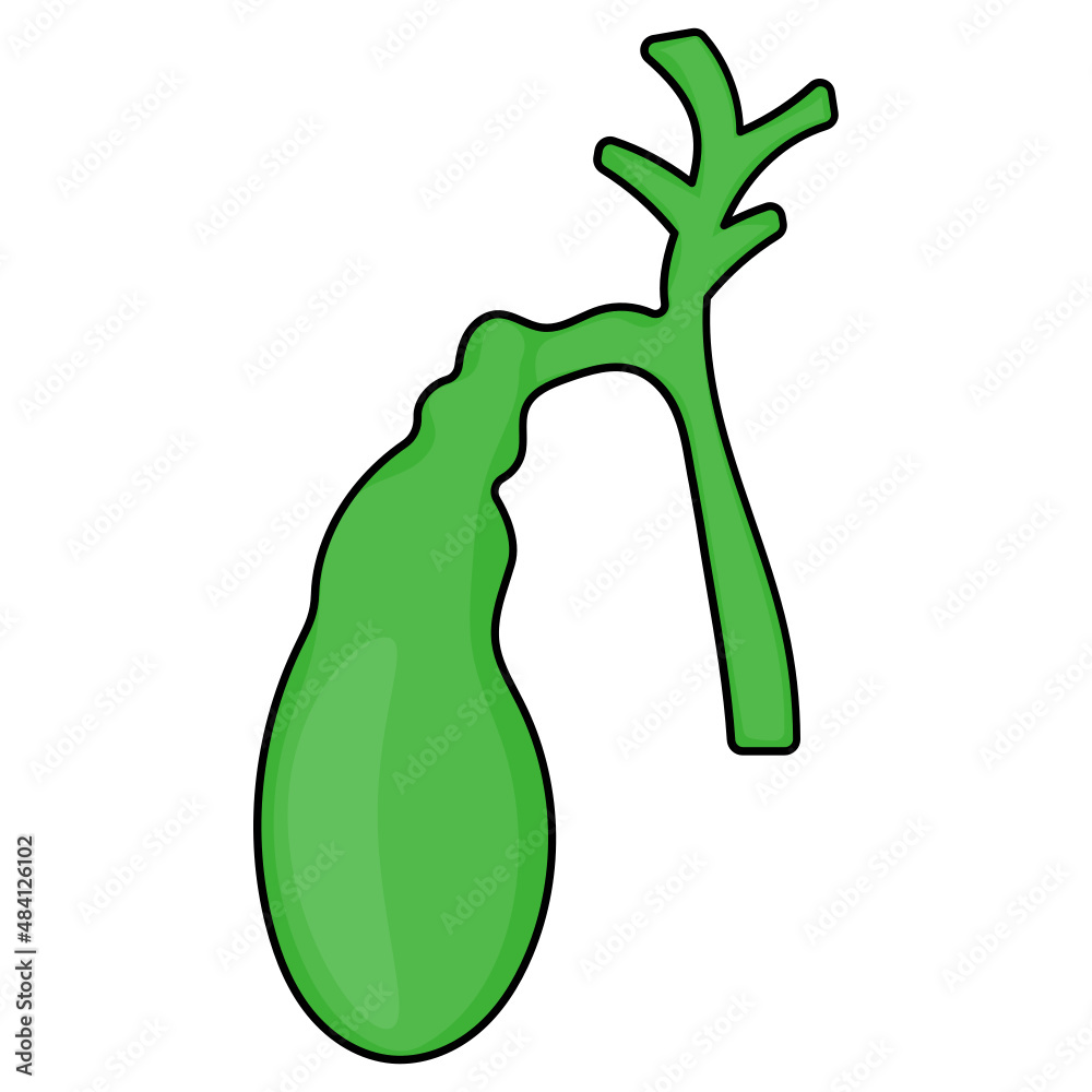 Green cholecyst Vector color Icon Design, Organ System Symbol, Human ...